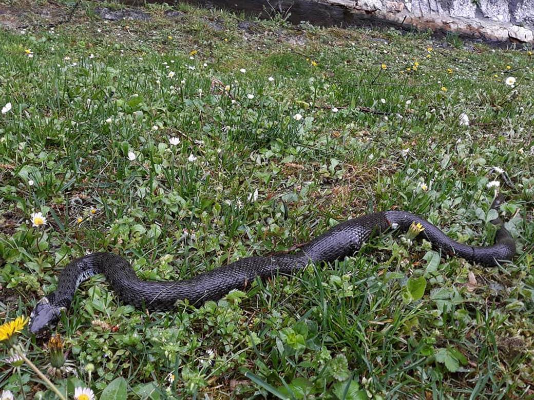 Zmije belouške u Borči | Mondo