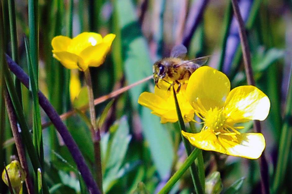 ubod ose alergija | Mondo