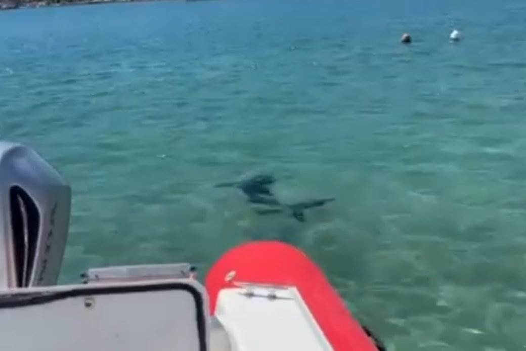 ajkula u jadranskom moru hrvatska | Mondo