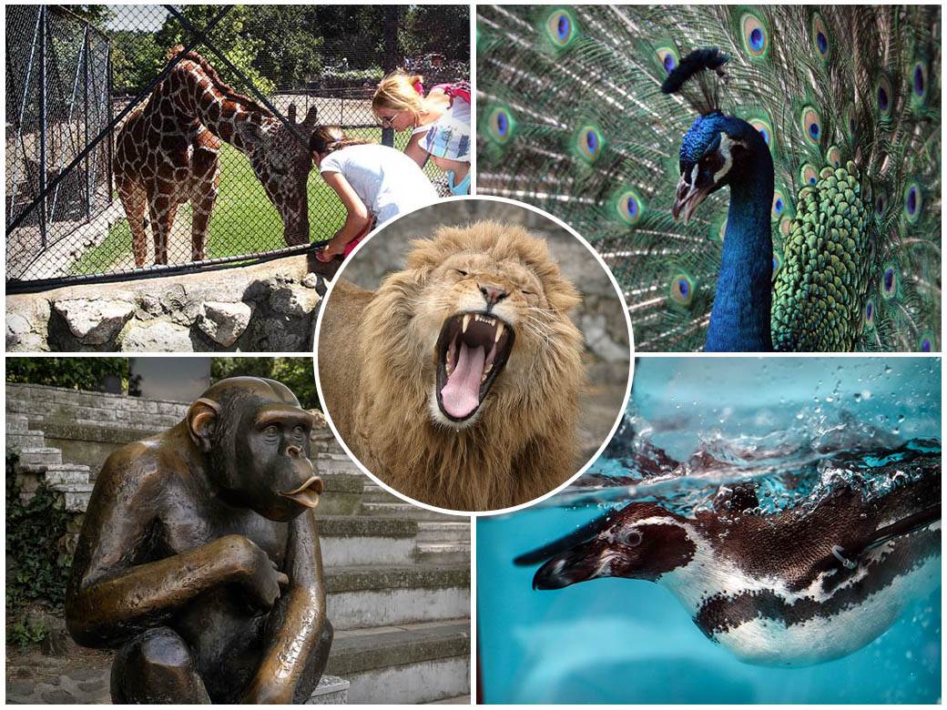 beo zoo vrt zoološki vrt fotografije | Mondo