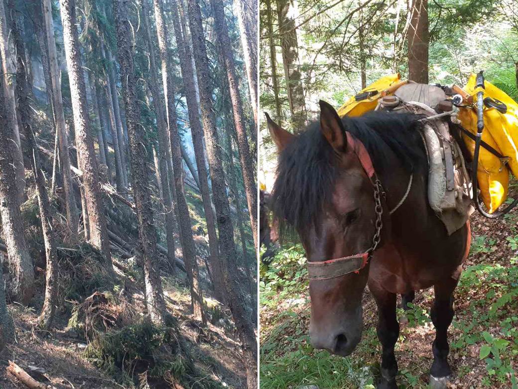 Požar na Tari gasili i konji | Mondo