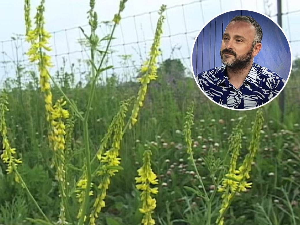 Kokotac, hajdučka trava i kantarion kao lekovite biljke | Mondo