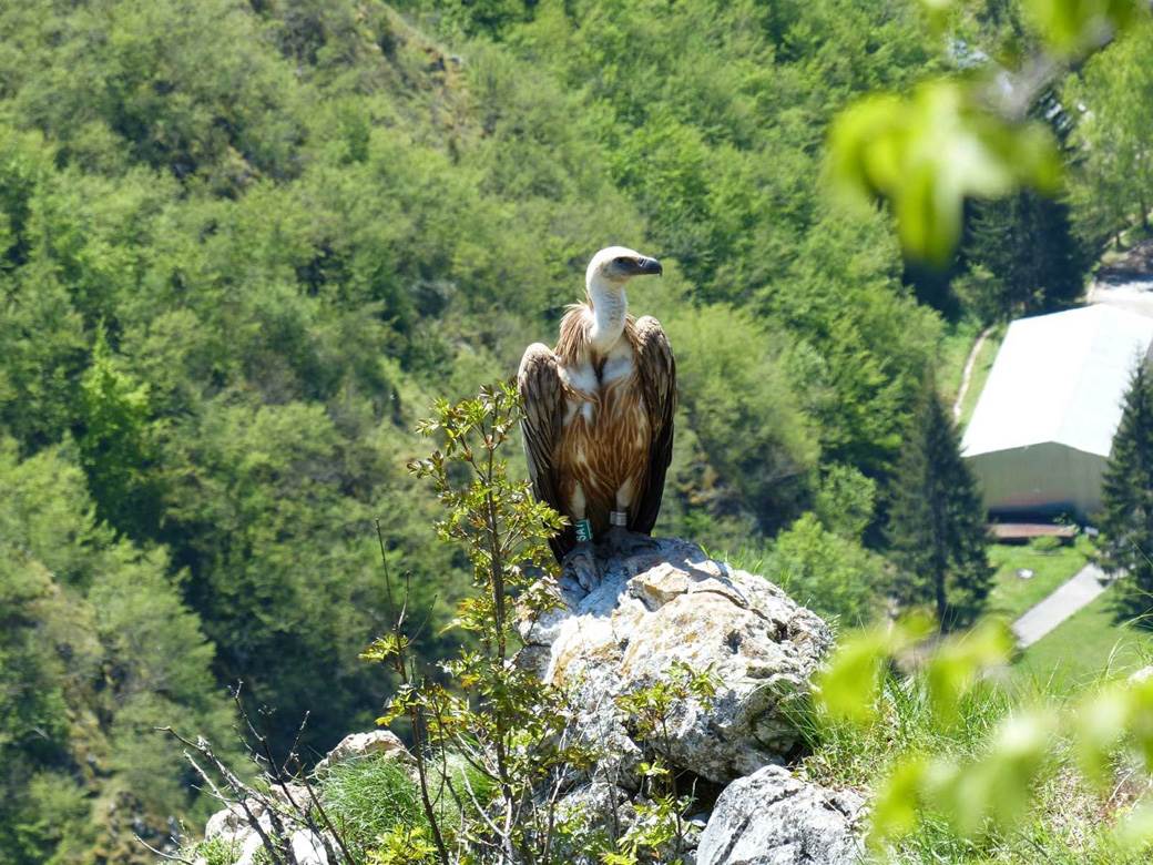 Beloglavi sup grabljivica koja nikad ne ubija svoj plen | Mondo