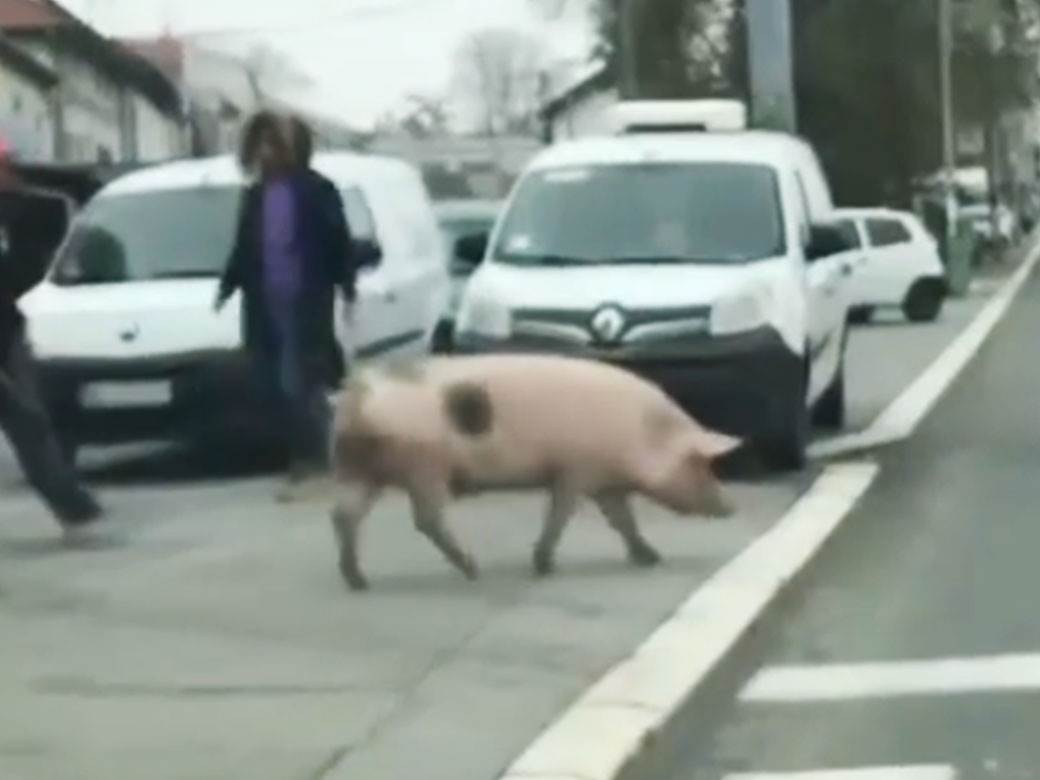 Snimak svinje na Karaburmi | Mondo