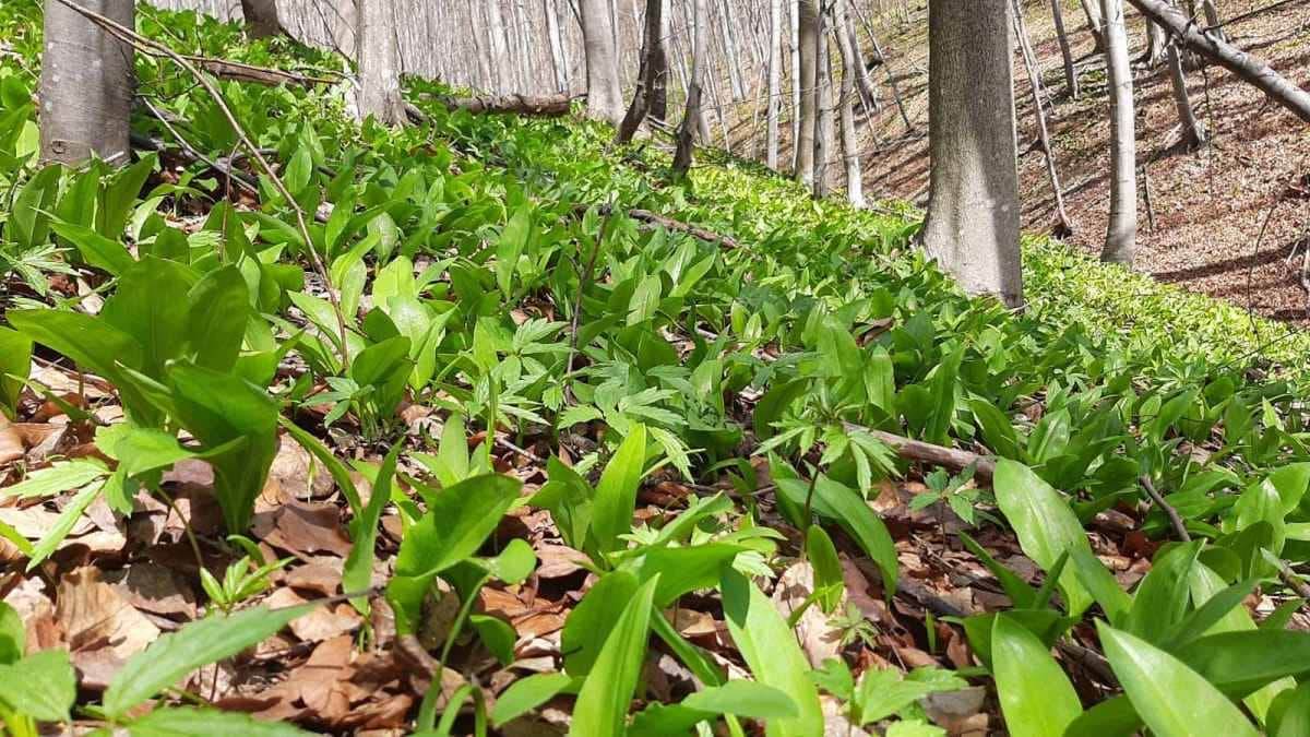Zabranjeno sakupljanje sremuša i kantariona | Mondo