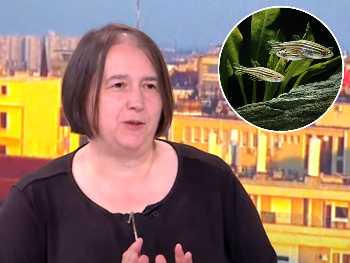 Da li ribe zebrice oporavljaju srce nakon infarkta | Mondo