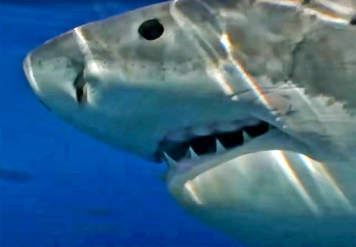 Najveća bela ajkula napala surfera | Mondo