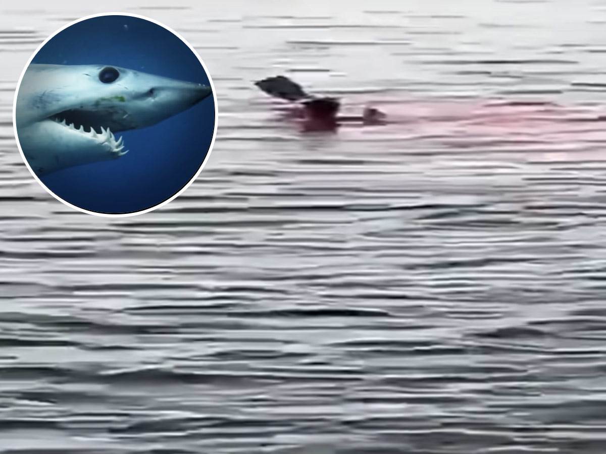 Snimak ajkule koja jede ženu u Hurgadi | Mondo