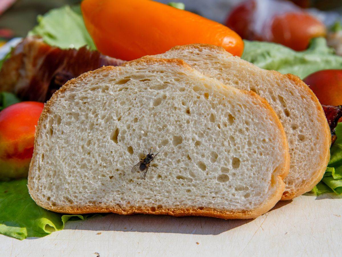 Kako da se otarasite muva u kući | Mondo