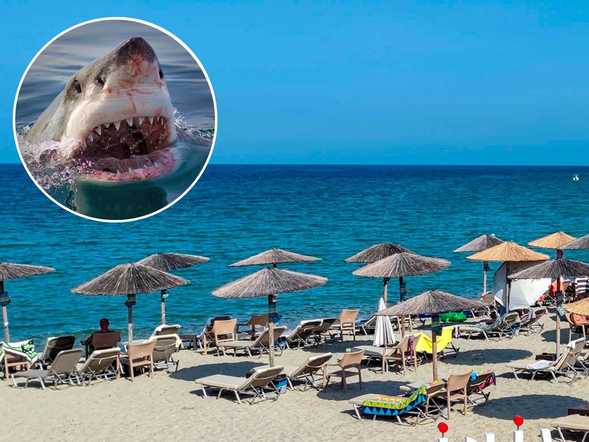 Napad ajkule na plaži u Majamiju | Mondo