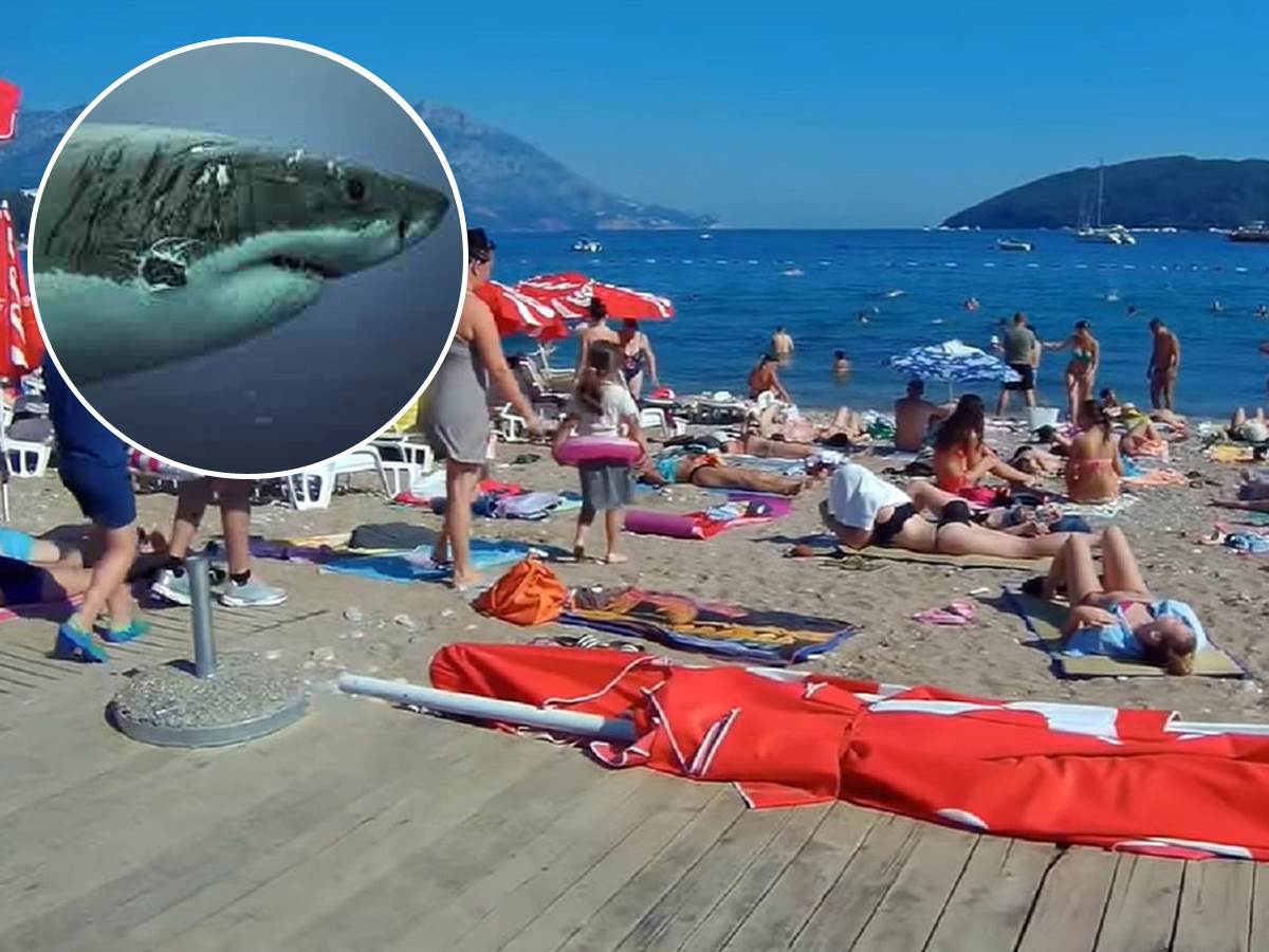 Uhvaćena ajkula od 200 kg u Budvi | Mondo