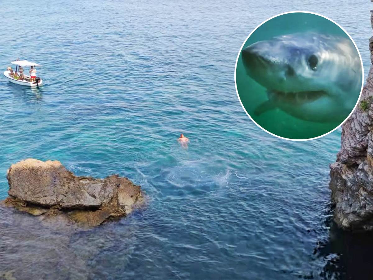 Ajkule u Jadranskom moru | Mondo