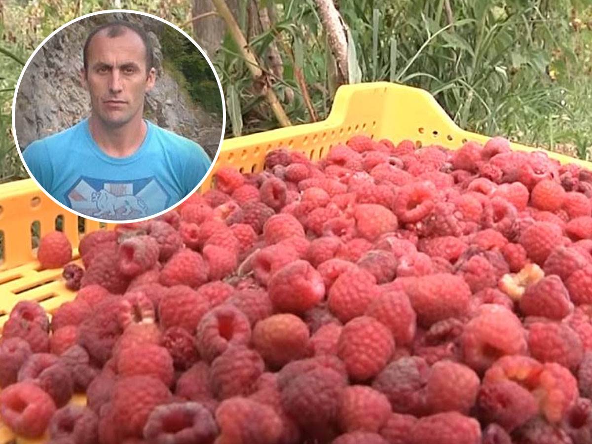 Perica zaradio 16 500 za jedan dan branja malina | Mondo