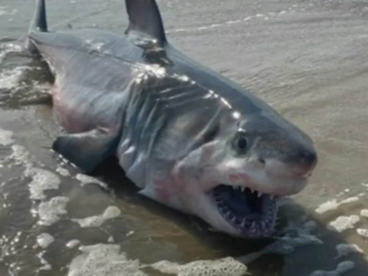 Delovi čoveka nađeni u ajkuli u Argentini | Mondo