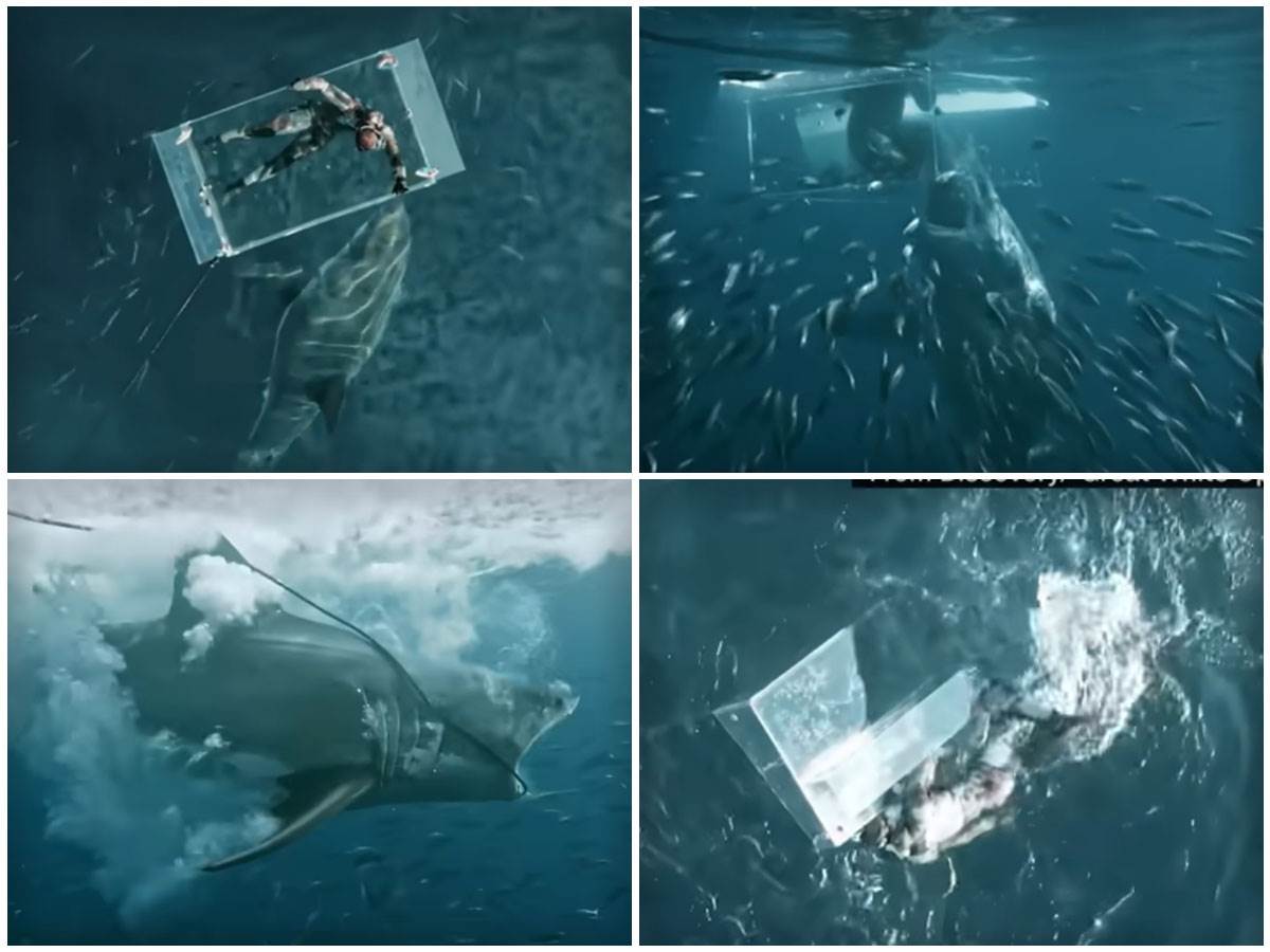 Velika bela ajkula napala ronioca u kavezu | Mondo