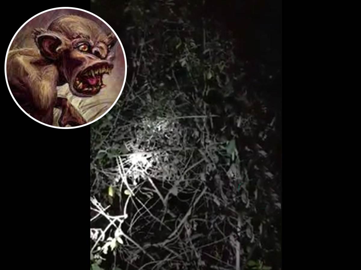 Zvuk nepoznatog stvorenja u šumama Resavskog okruga | Mondo