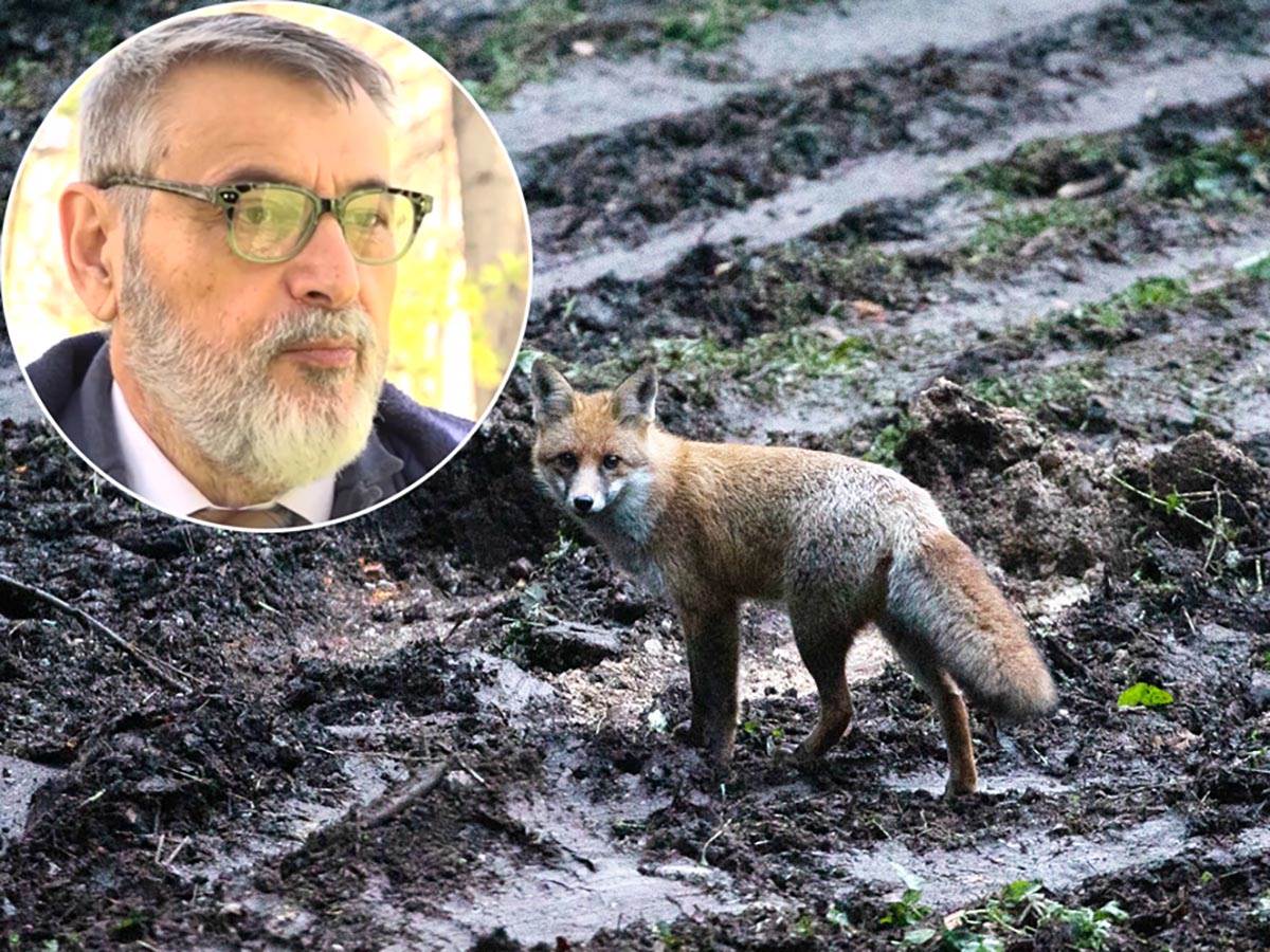 Kako lisica i šakal prenose parazite | Mondo TV