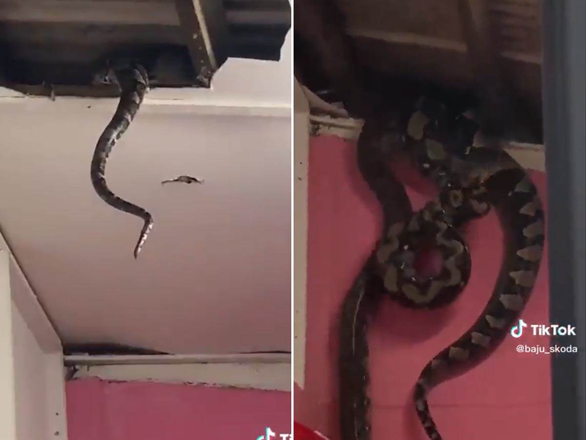 2 pitona na tavanu kuće | Mondo