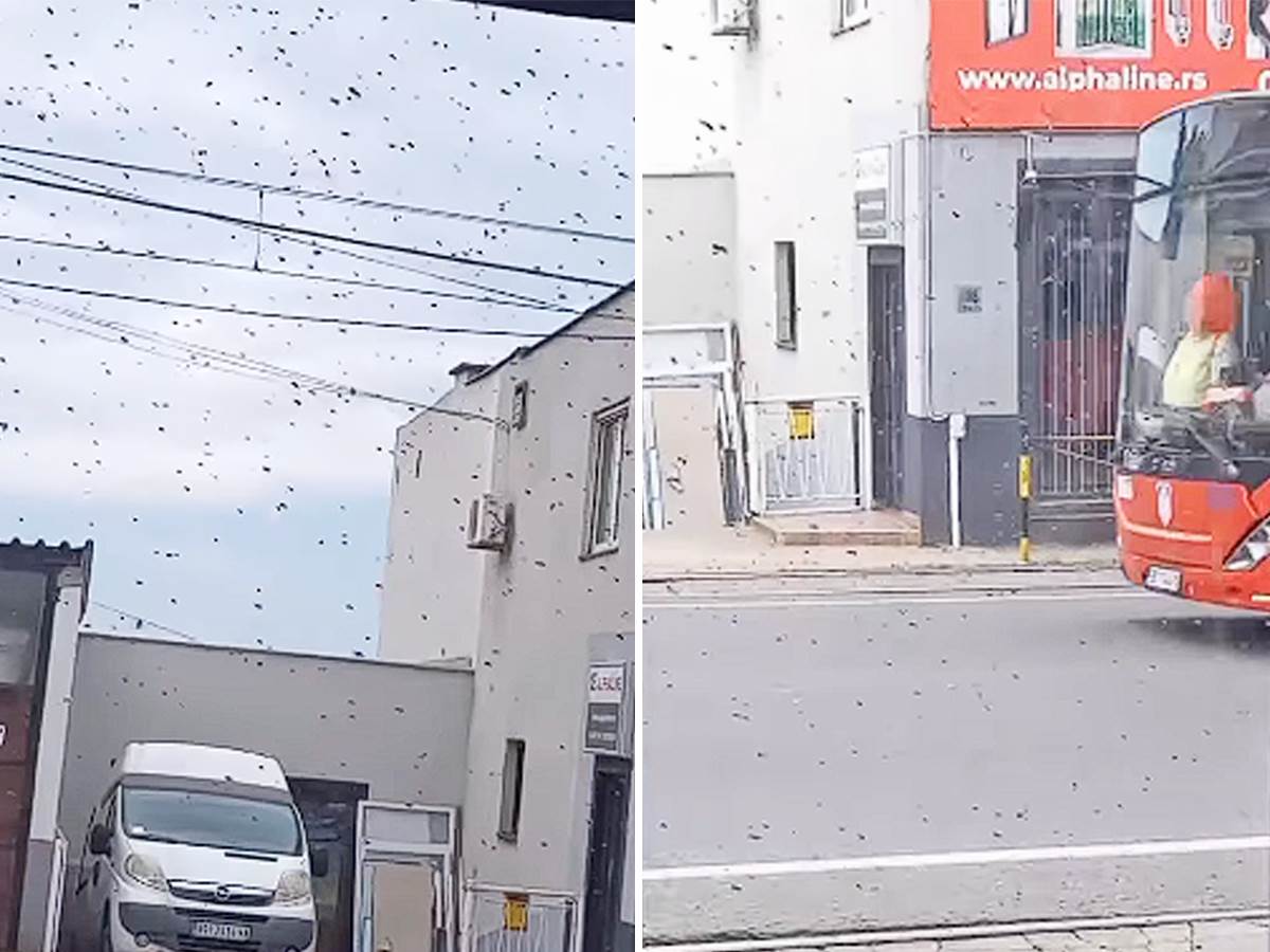 Roj pčela u centru Beograda snimak | Mondo