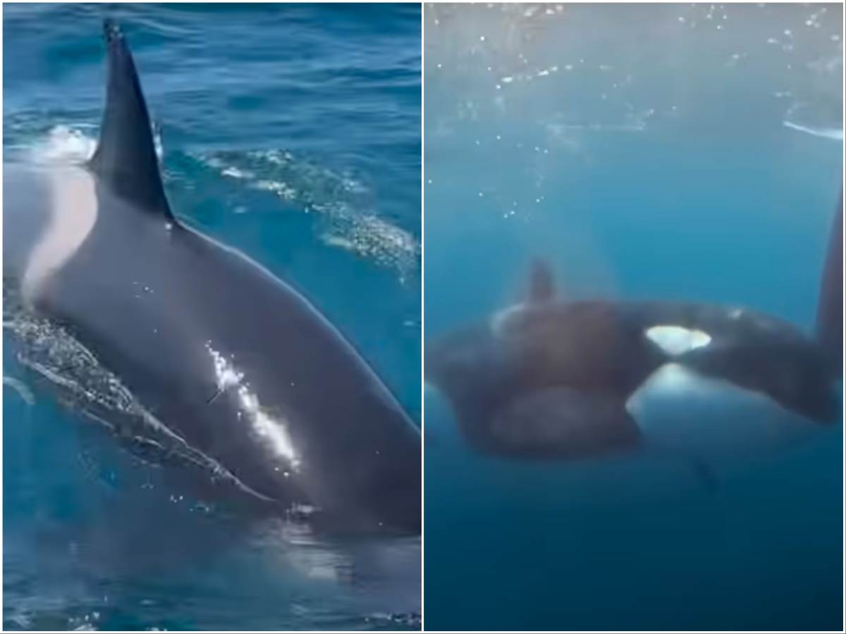 Zašto kitovi ubice prevrću brodove oko Španije | Mondo