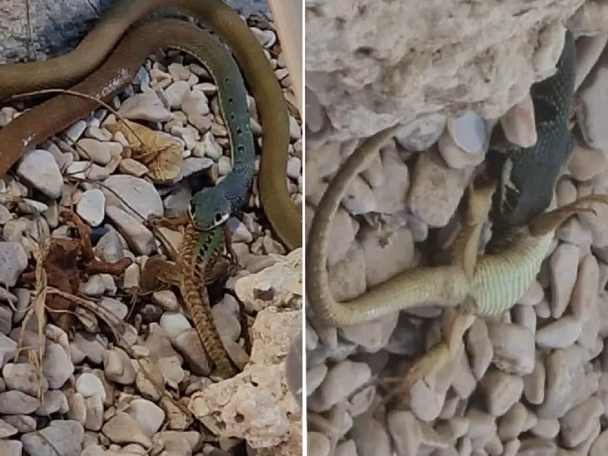 Zmija na plaži u Hrvatskoj | Mondo