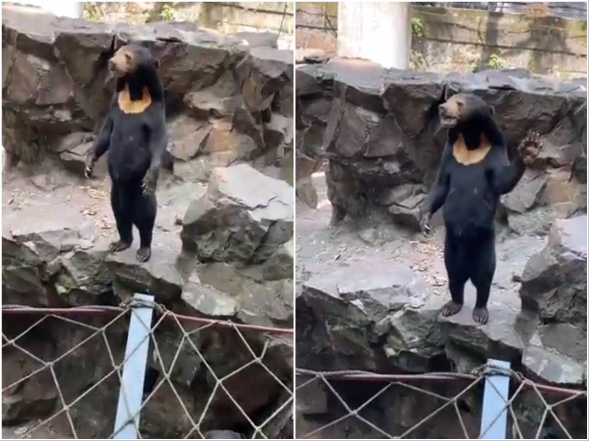 Medved u kineskom zoo vrtu maše ljudima | Mondo