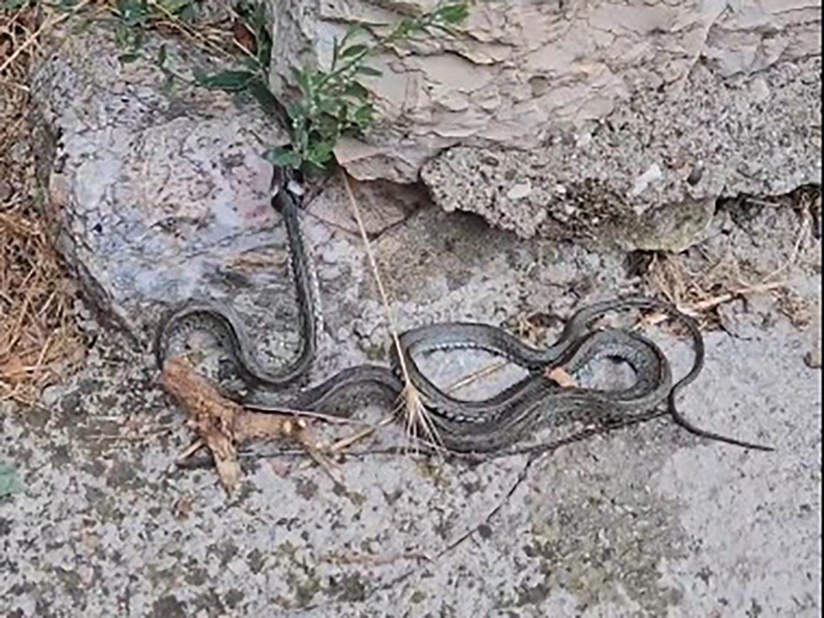 Zmija u centru Užica | Mondo