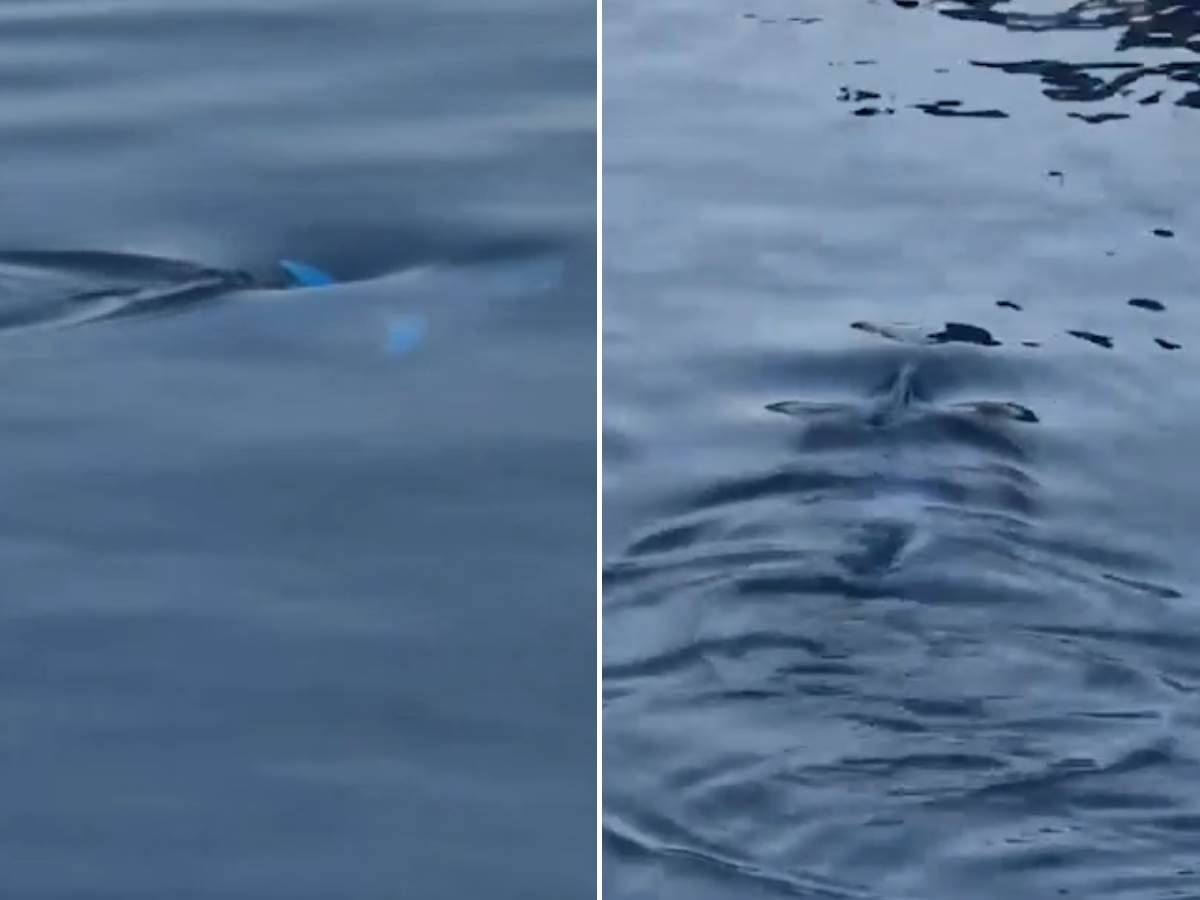 Ajkula kod Herceg Novog | Mondo