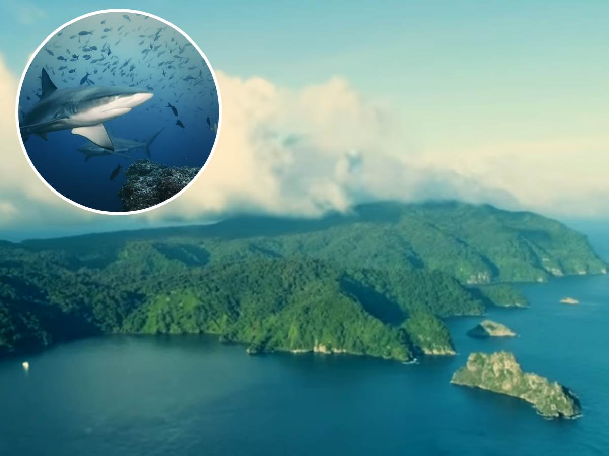 Ajkule čuvaju ostrvo u Tihom okeanu | Mondo