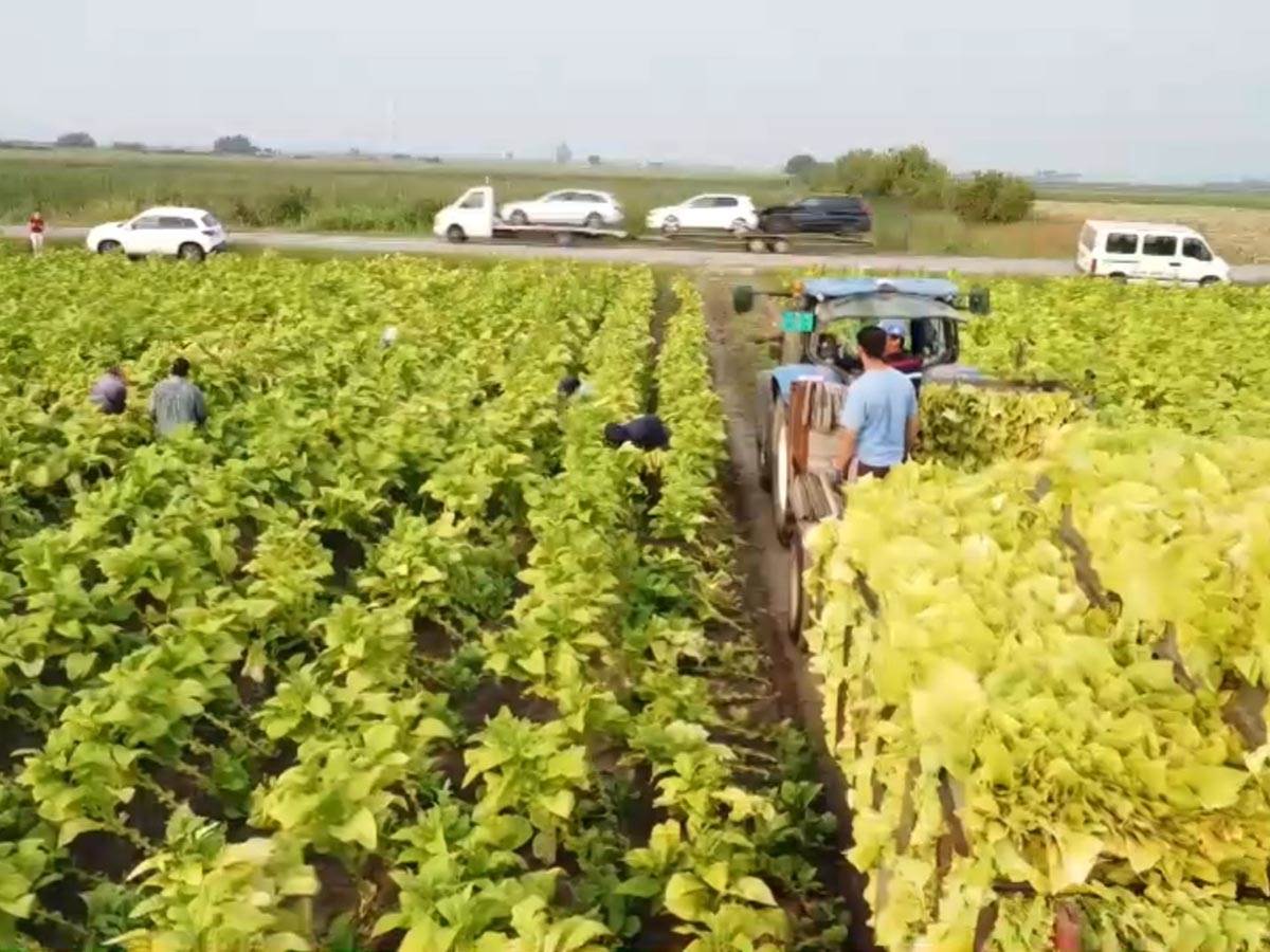 Berba duvana u Vojvodini | Mondo