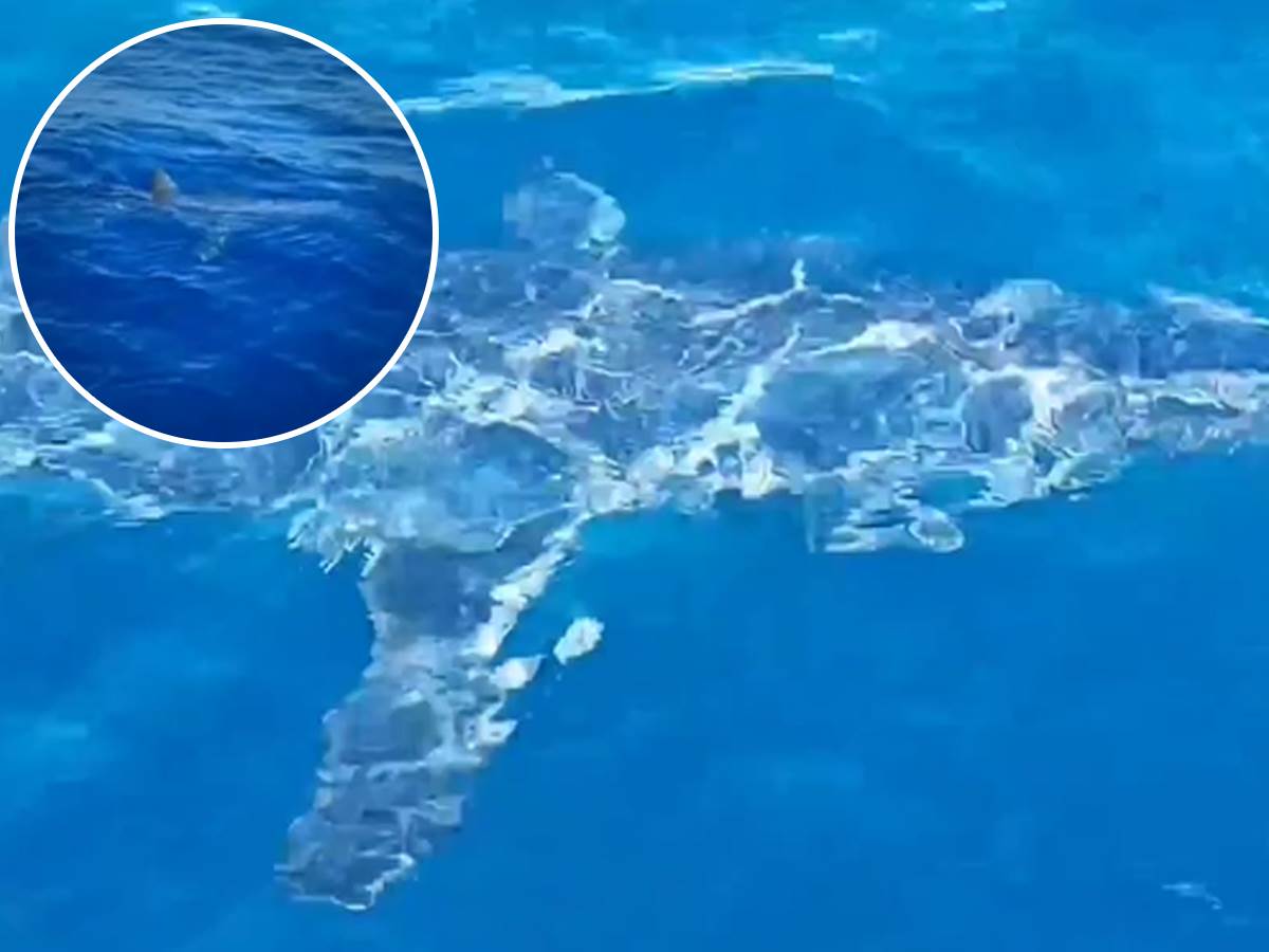 Snimljena mako ajkula u Crnoj Gori | Mondo