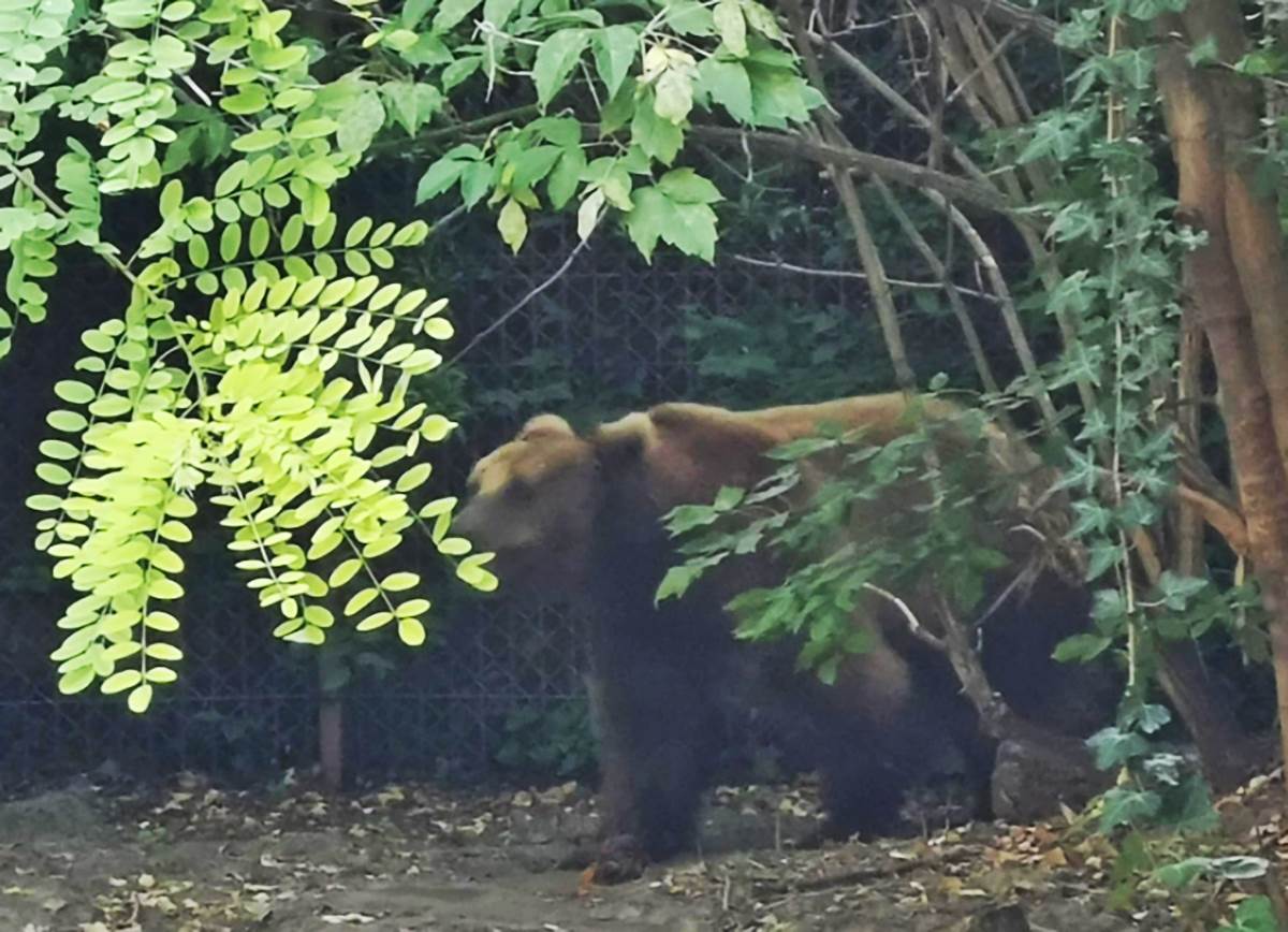 Medved nasrnuo na čoveka kod Bajine Bašte: Upaljen crveni alarm u ...