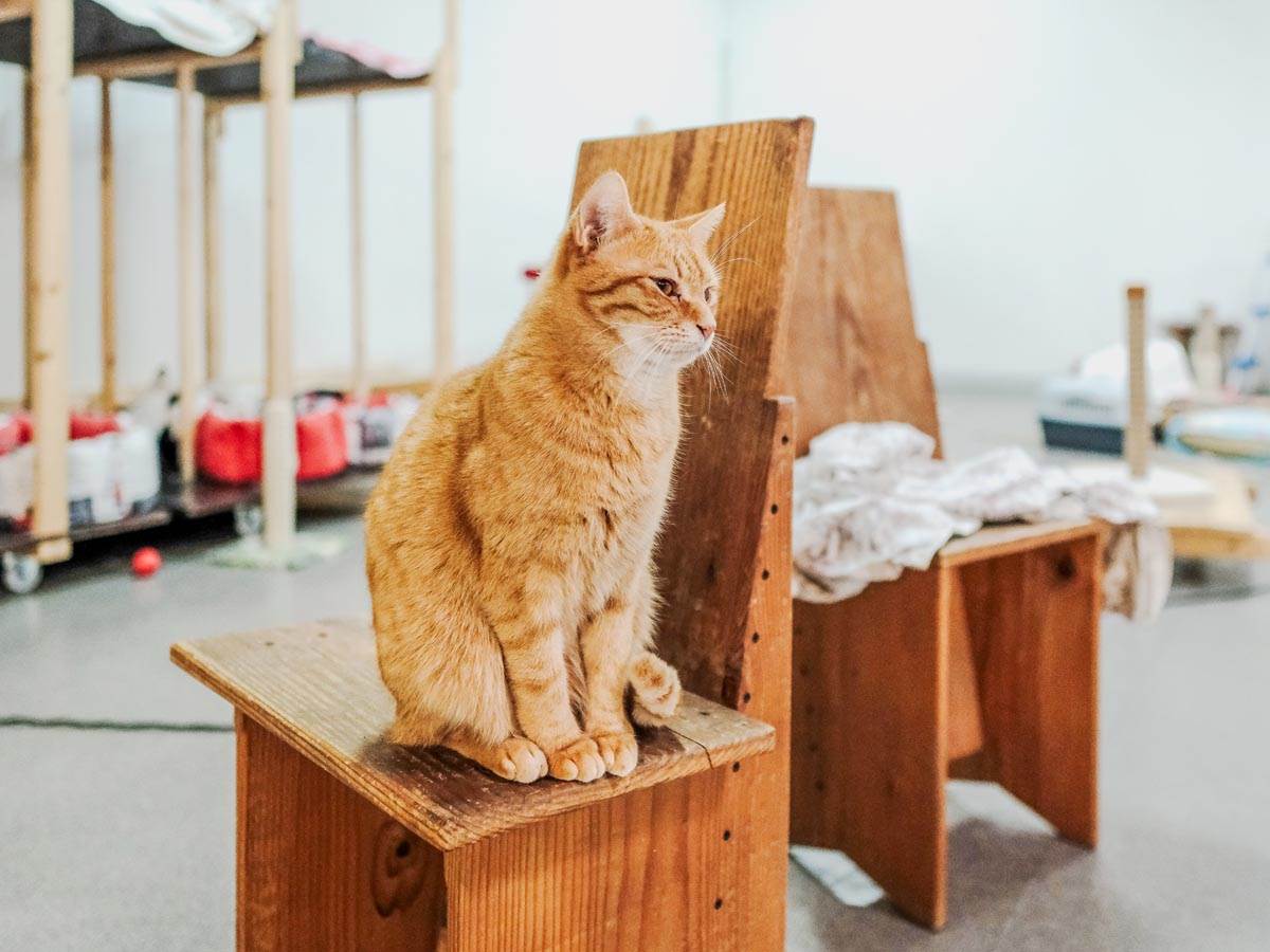 Mačka završila u poštanskoj kutiji | Mondo