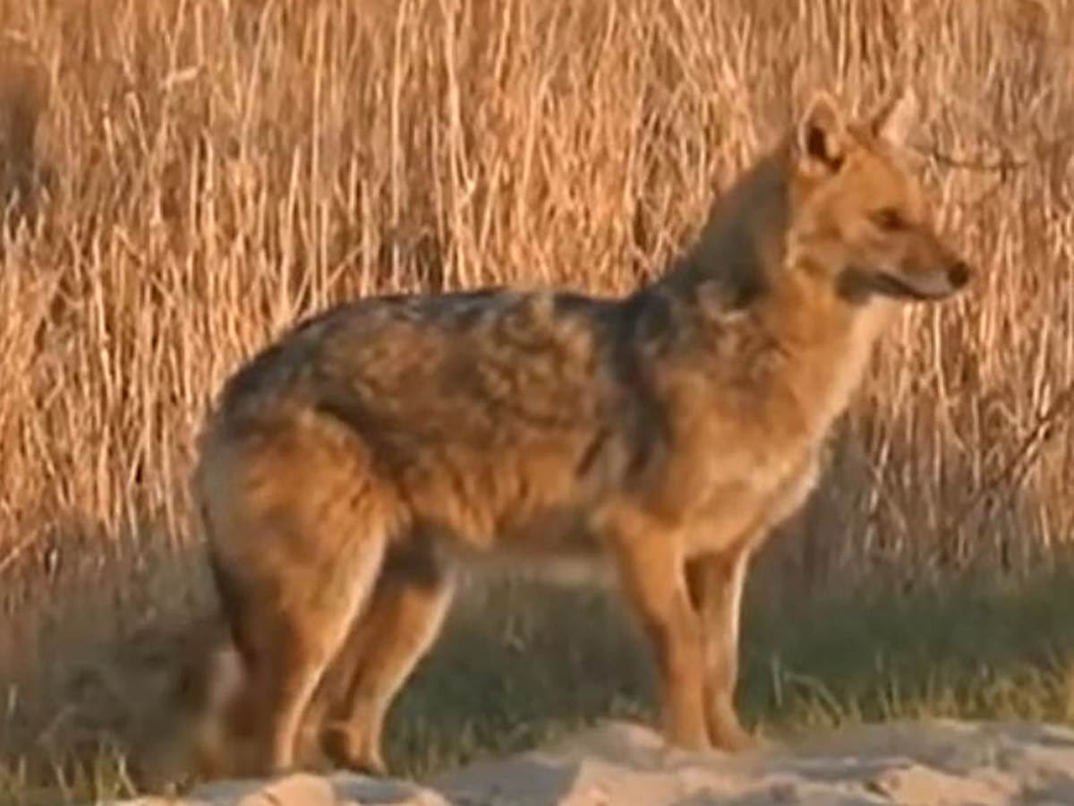 Šakali viđeni u Beogradu | Mondo