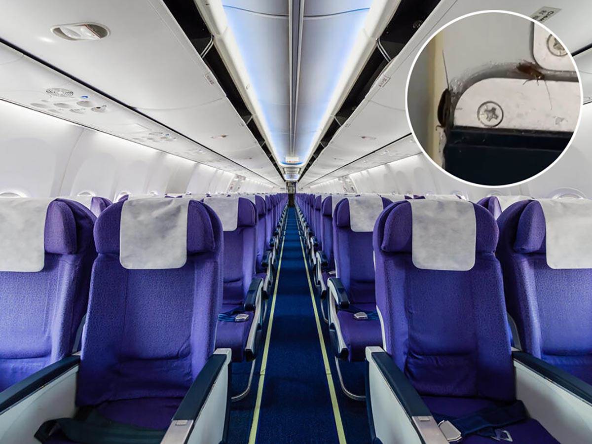 Bubašvabe u avionu gmižu po hrani | Mondo