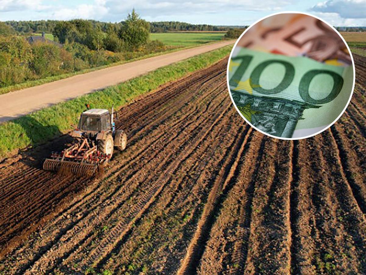 Ivan je jedan od retkih u Srbiji koji gaji ovu biljku od koje je zarada ...