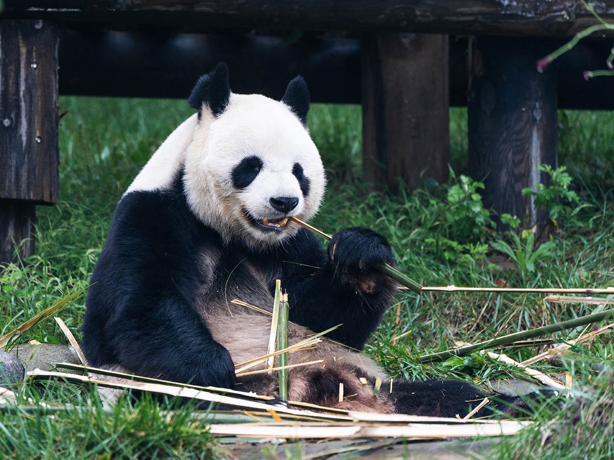 Rođena prva džinovska panda u Indoneziji | Mondo