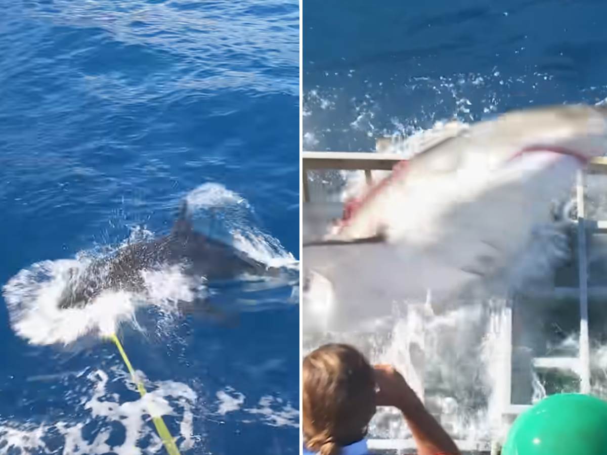 Ajkula napala ronioca kod Južne Amerike | Mondo