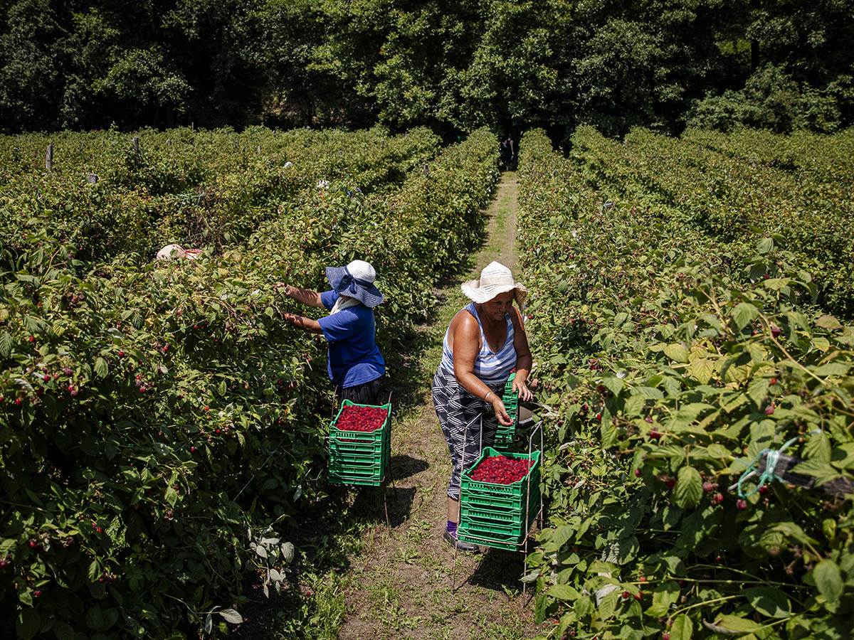 Nema radnika za berbu malina u Srbiji | Mondo