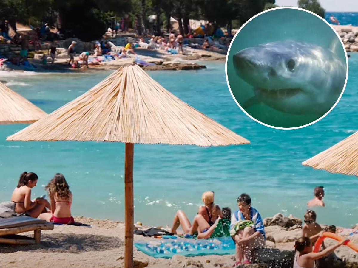 Okršaj ajkule i tune u Jadranskom moru | Mondo