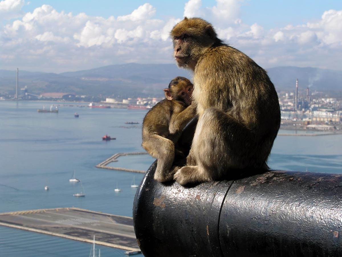 Gibraltar Je Jedino Mesto U Evropi Gde žive Divlji Majmuni Tema Mondo