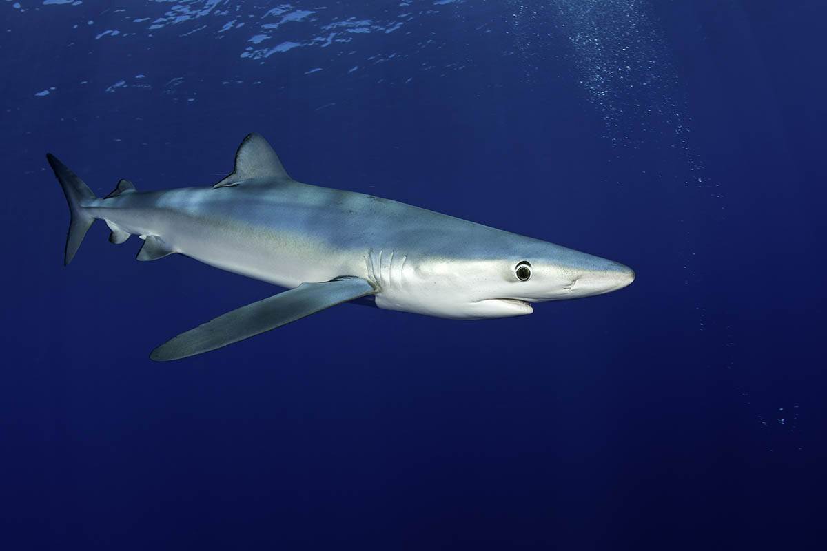 U Neumu ulovili plavu ajkulu | Mondo