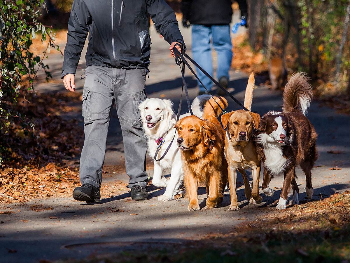 Oglas za usluge šetanja pasa zbog navodno visokih cena izazvao je burnu ...