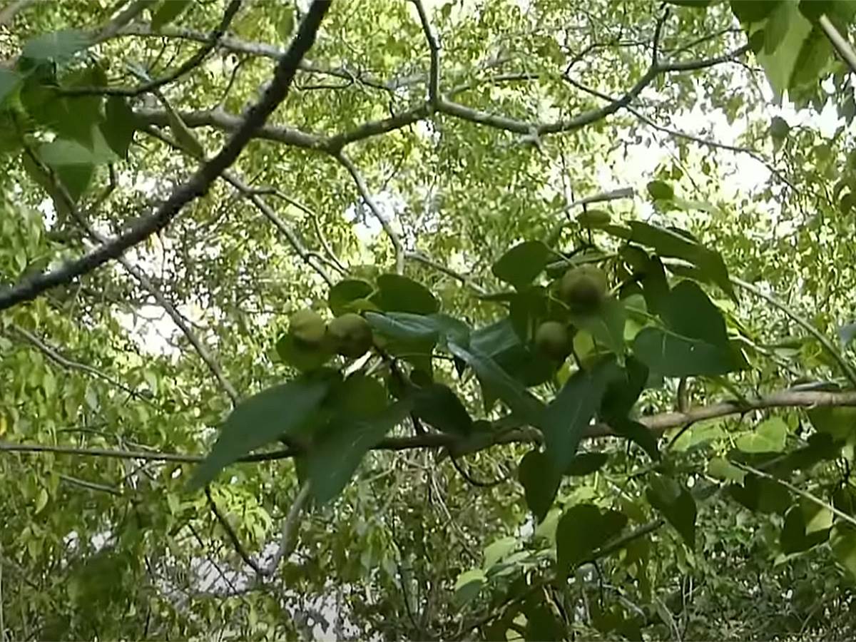Kako izgleda najopasnije drvo na svetu | Mondo