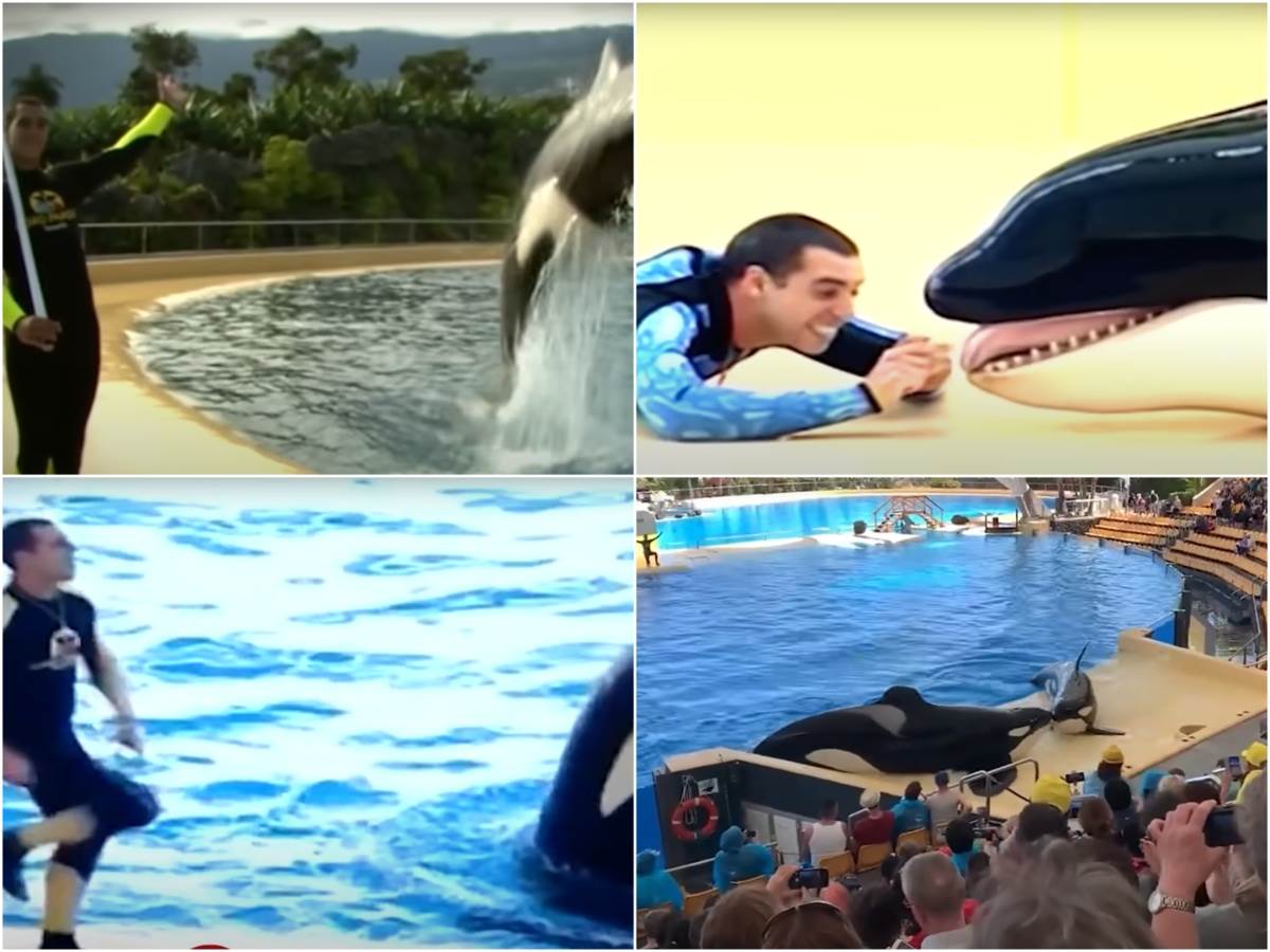 Orka ubila animatora u akva parku na Tenerifima | Mondo