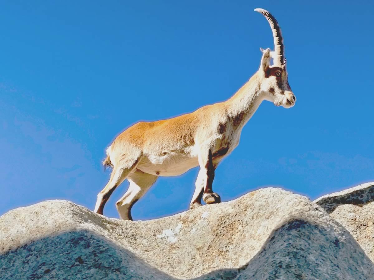 U Srbiji dozvoljen lov na divokoze | Mondo