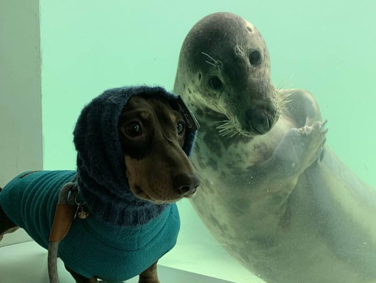 Pas se zaljubio u foku | Mondo