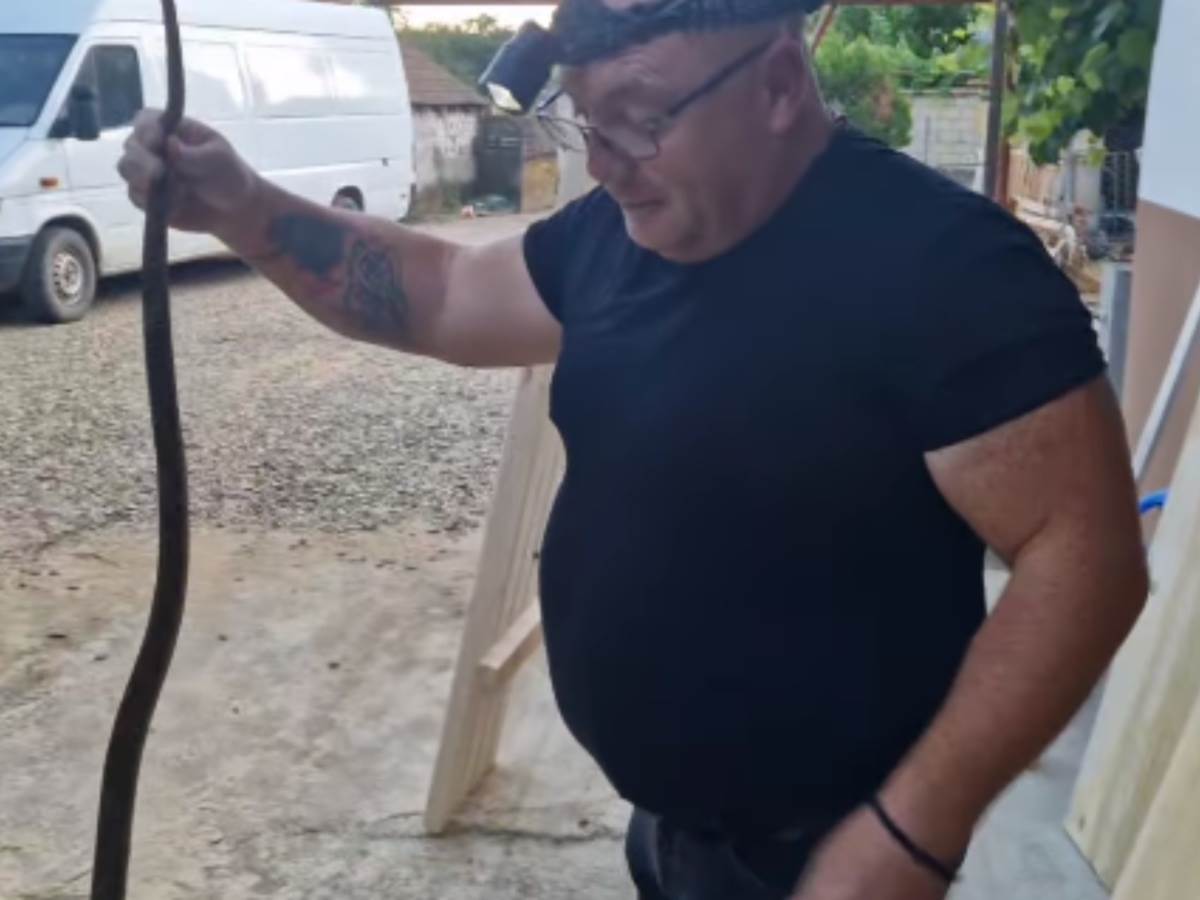 Vladica našao 3 zmije u dvorištu kuće u mestu Stajkovce | Mondo