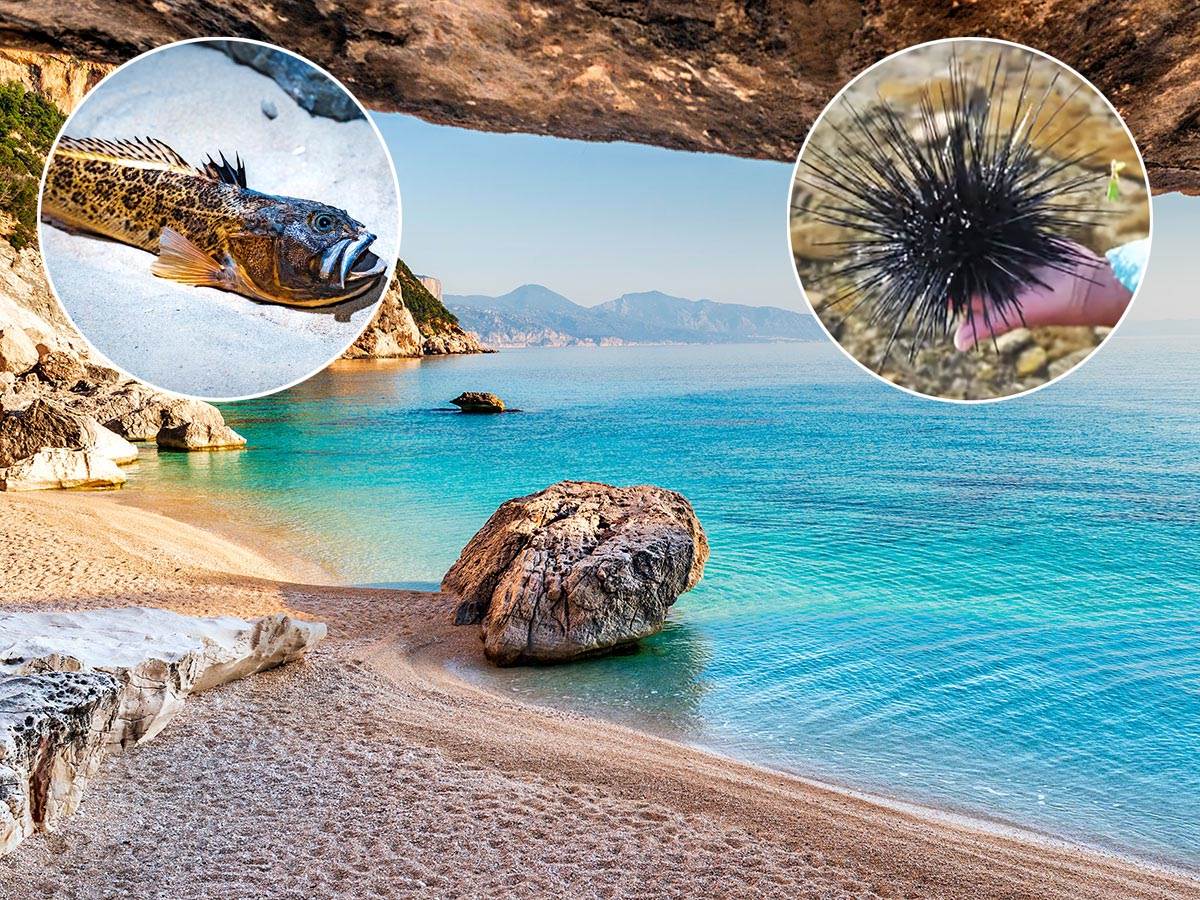 Ako vas ujede riba Dragan odmah u bolnicu | Mondo