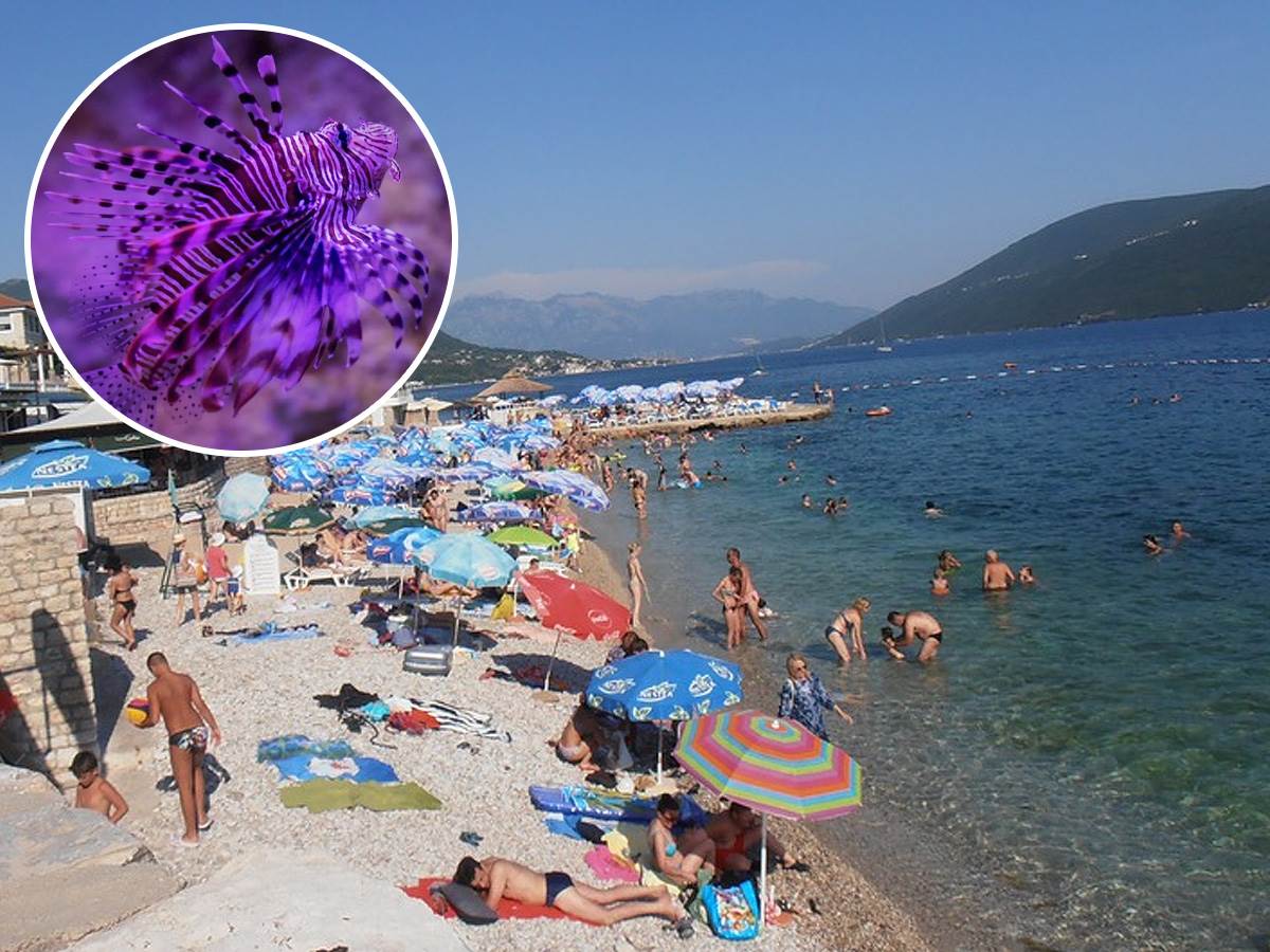 Na crnogorskom primorju sve više ima riba otrovnica, najzastupljenija ...